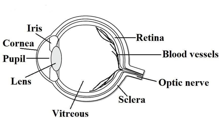 Comprehensive Guide to Retinitis Pigmentosa and Managing Vision Loss - Specialty Vision